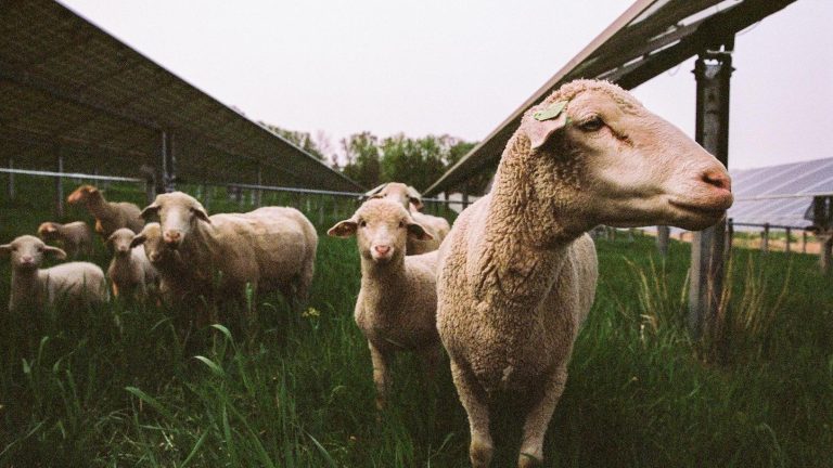 Shear Insights: Smarter Land Use with Solar, Farming—and a Few Sheep ...